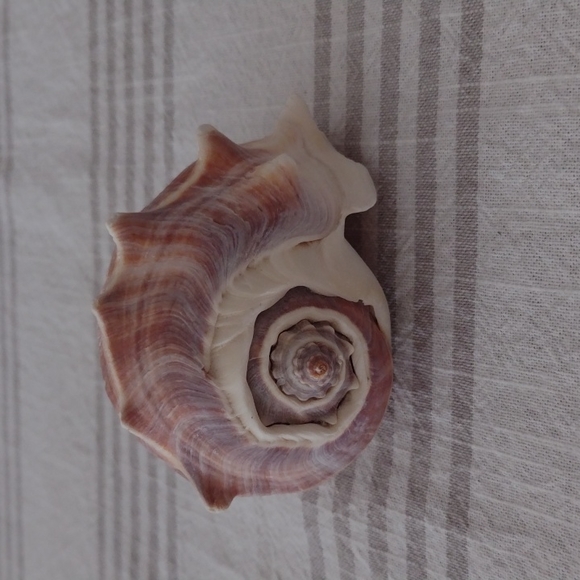 Accents | Crown Conch Sea Shell | Poshmark